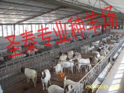 养殖波尔山羊价格及前景效益分析 中科商务网